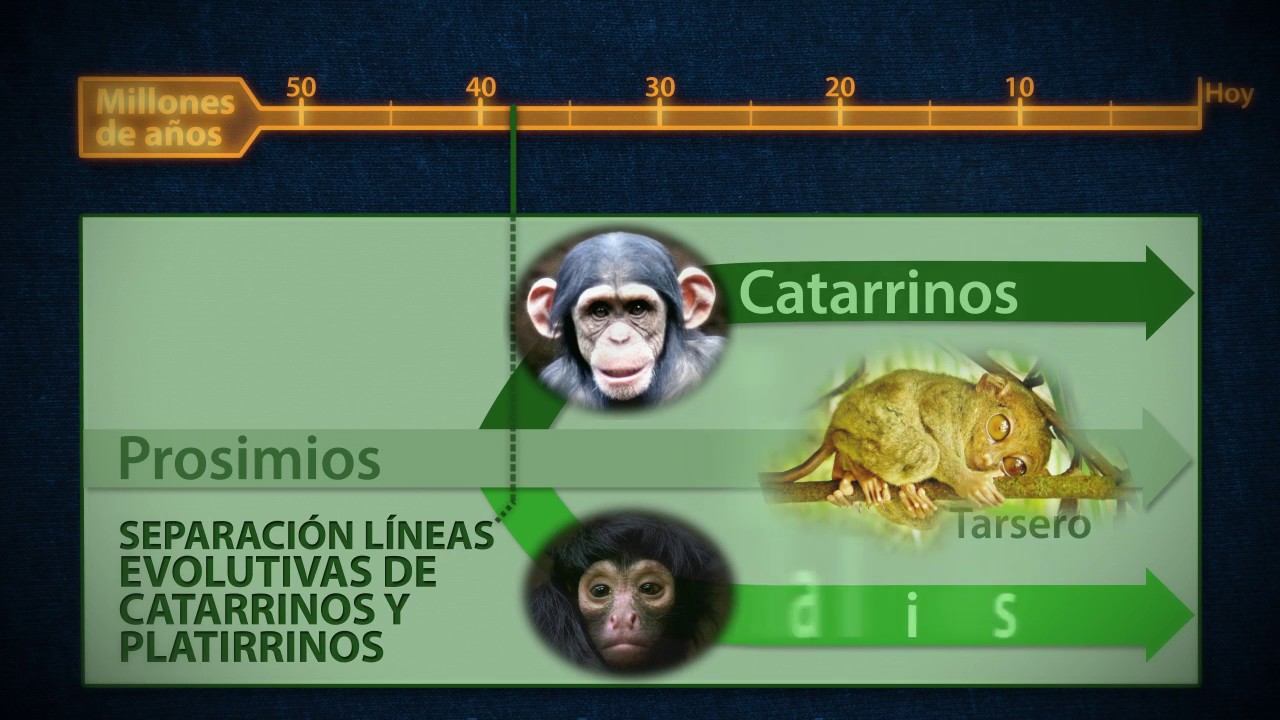 Los platirrinos. Su historia en Suramérica. - YouTube