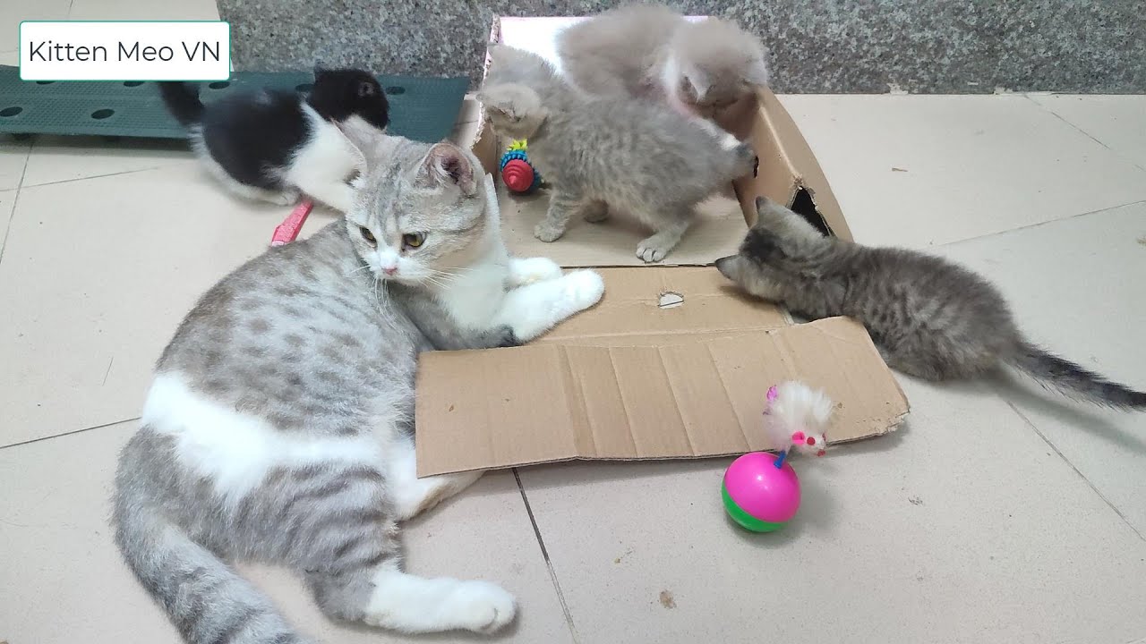 Cat Meo is returning to its childhood - YouTube