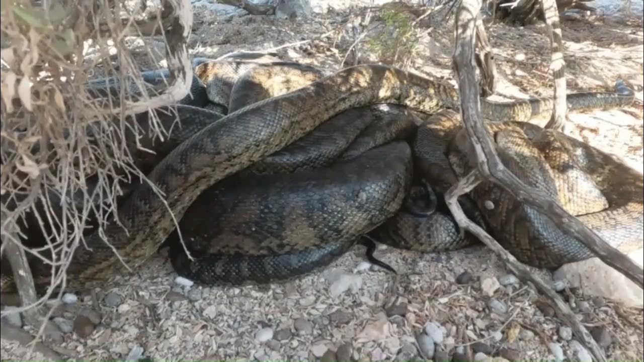 Abrolhos carpet pythons mating aggregation - YouTube