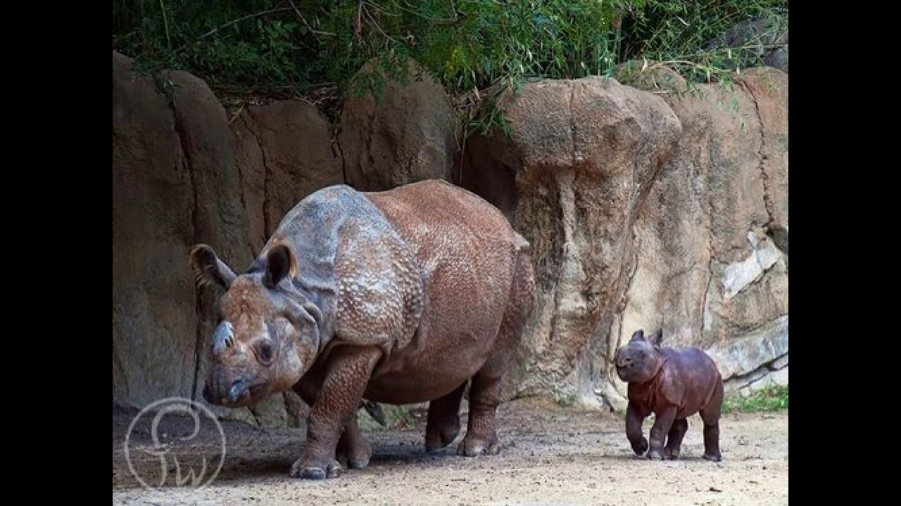 Walk on the Wild Side (At the Zoo) - YouTube
