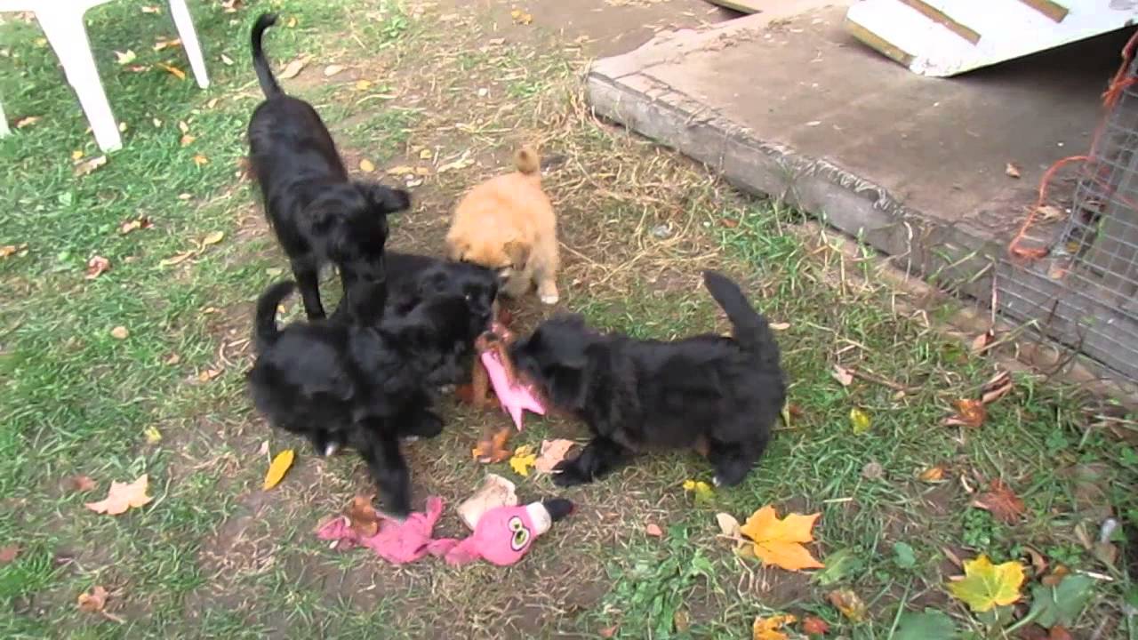 HH Litter -- almost 7 weeks old - YouTube