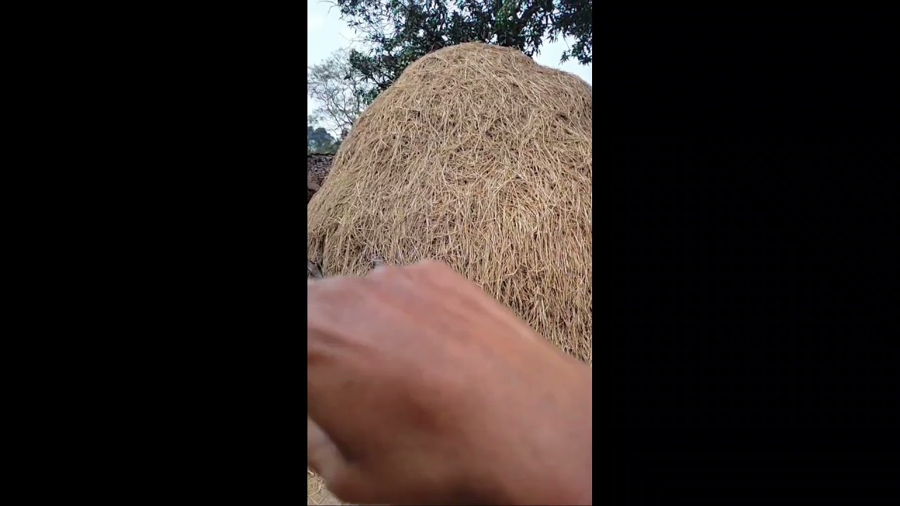 how to store paira (puwal),puwal ko ghar me ya khule stan me paida ko ...