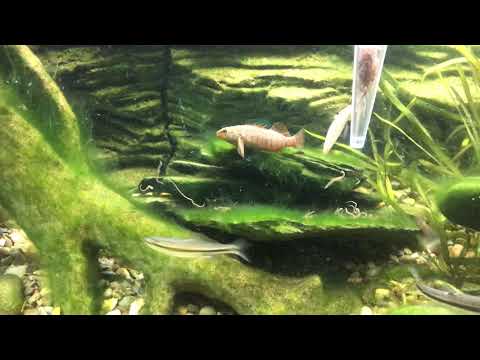 US Native Stream Tank Feeding Video July 2020 - YouTube