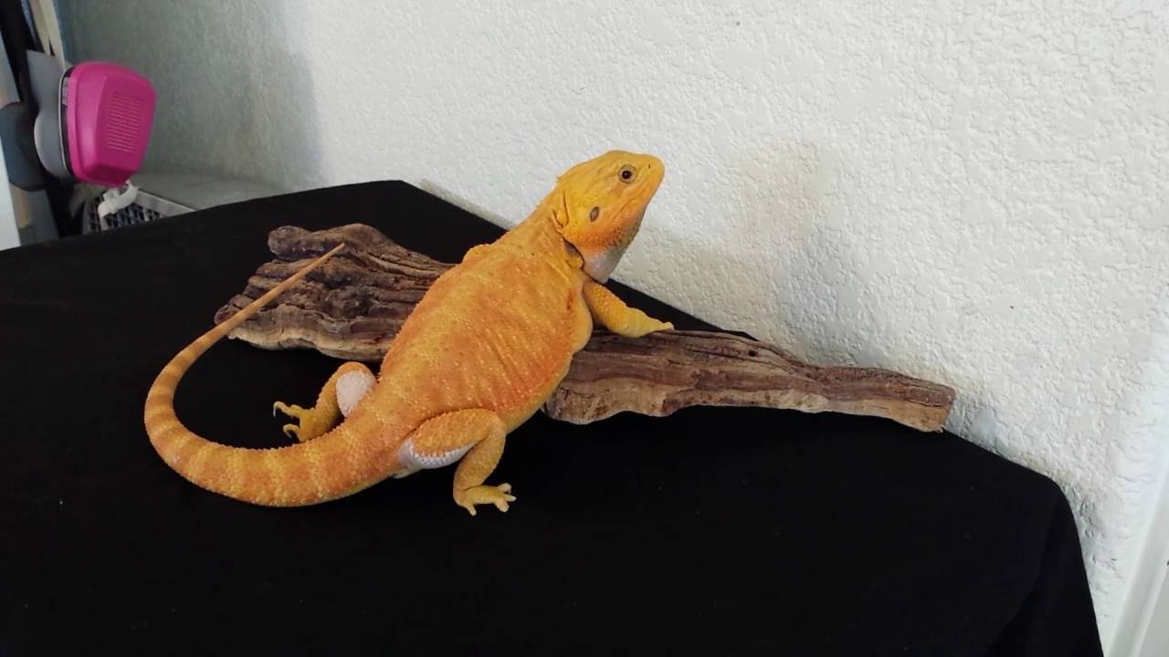 *2016* BREEDERS that are still currently in my possession - YouTube