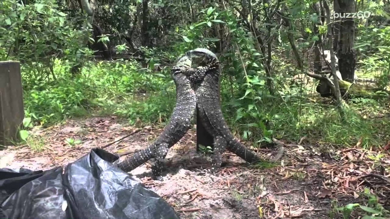 Giant lizards caught fighting on video in Australian outback - YouTube