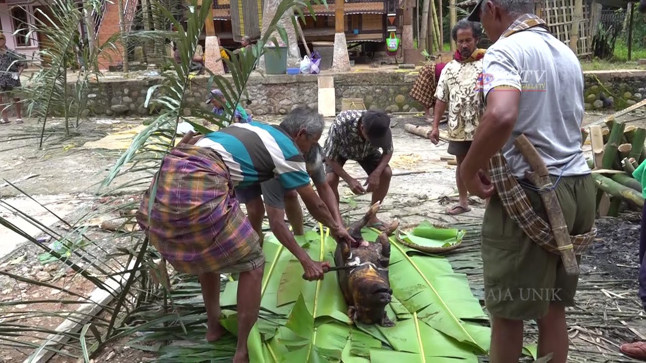 Setiap hari butuh babi untuk Ritual Rumah adat Tongkonan Buntu To'pasa ...