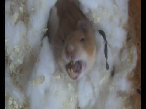 Singing Hamster - YouTube
