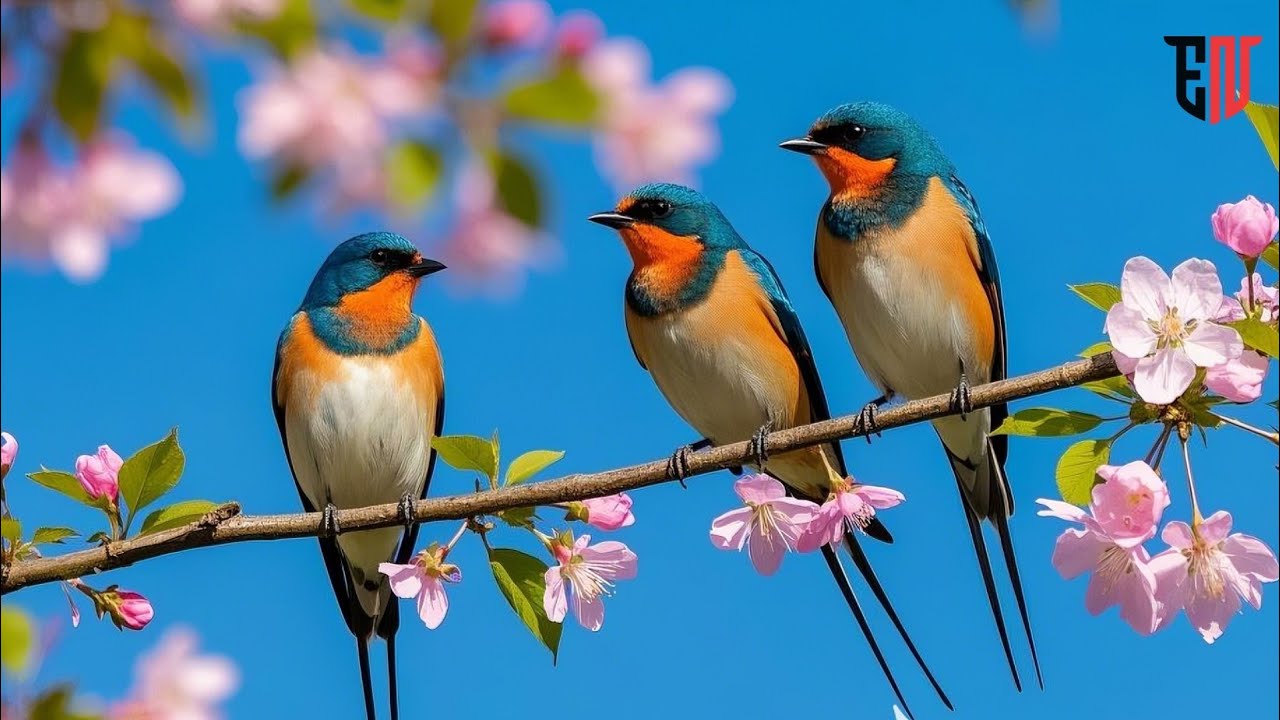 🦜Birdsong - Natural Sounds of Birds, Peaceful Relaxing Forest Scene ...