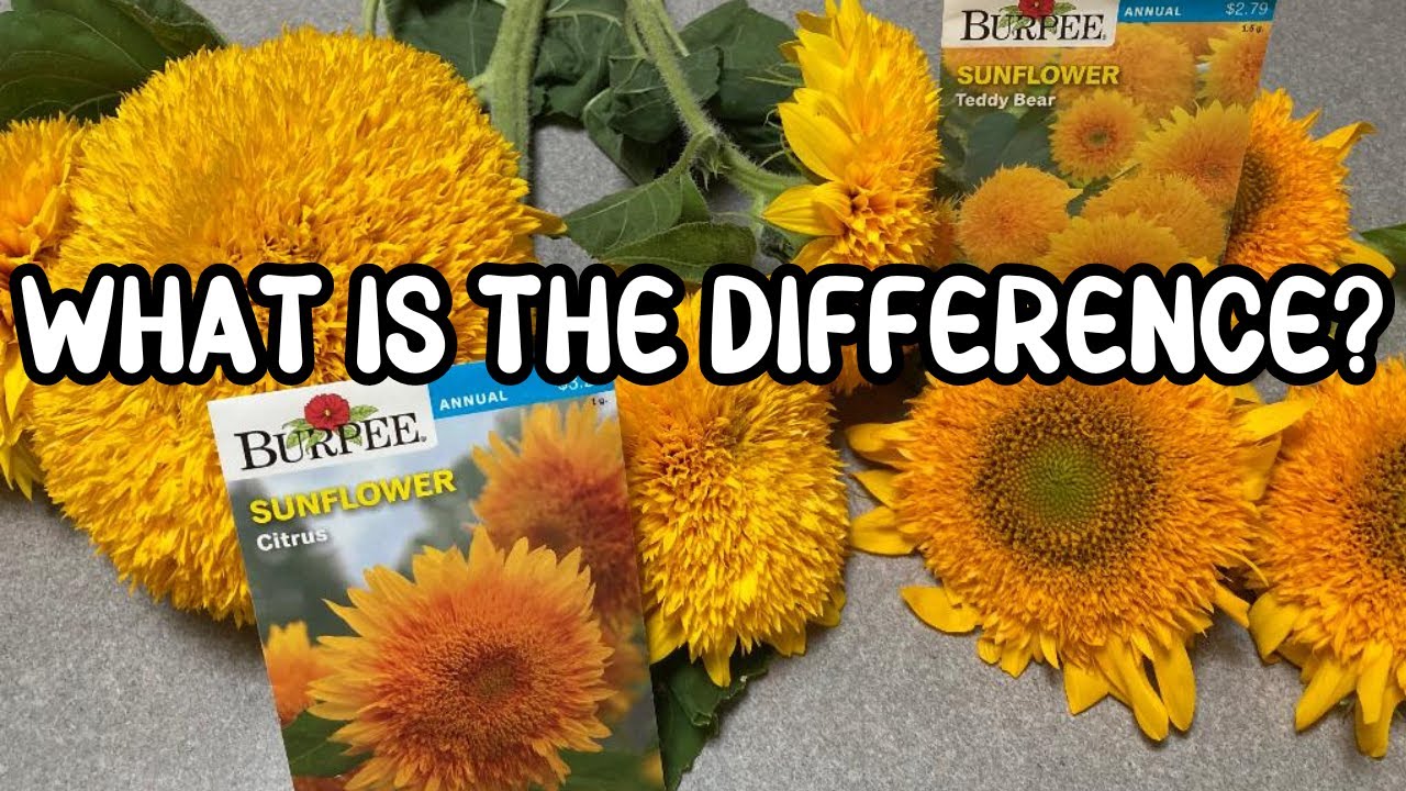 Comparing teddy bear DWARF sunflowers to Citrus BURPEE sunflowers # ...