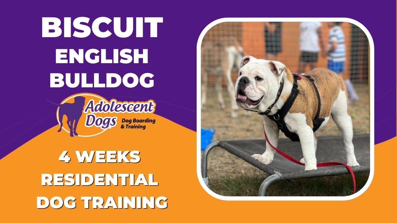 Biscuit the English Bulldog - 4 Weeks Residential Dog Training - YouTube