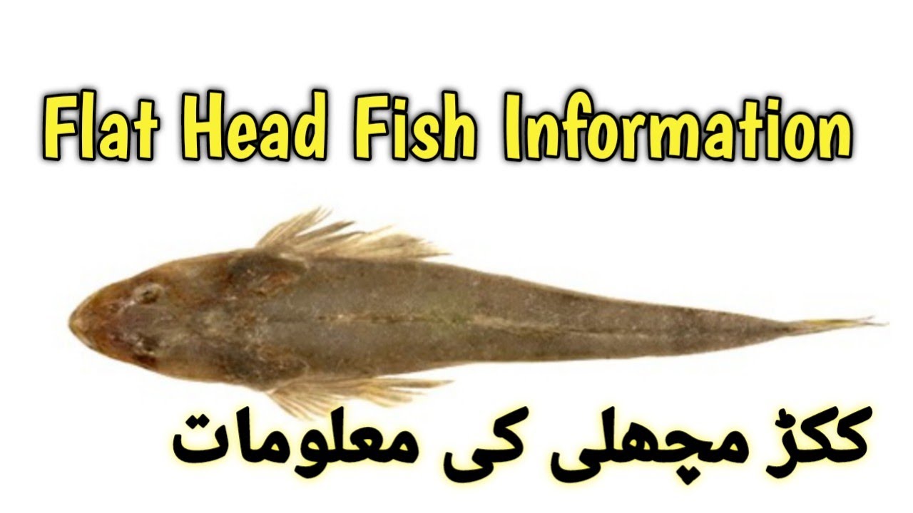Flat Head Fish information | ککڑ مچھلی کی معلومات #fishinfo #fish #urdu ...