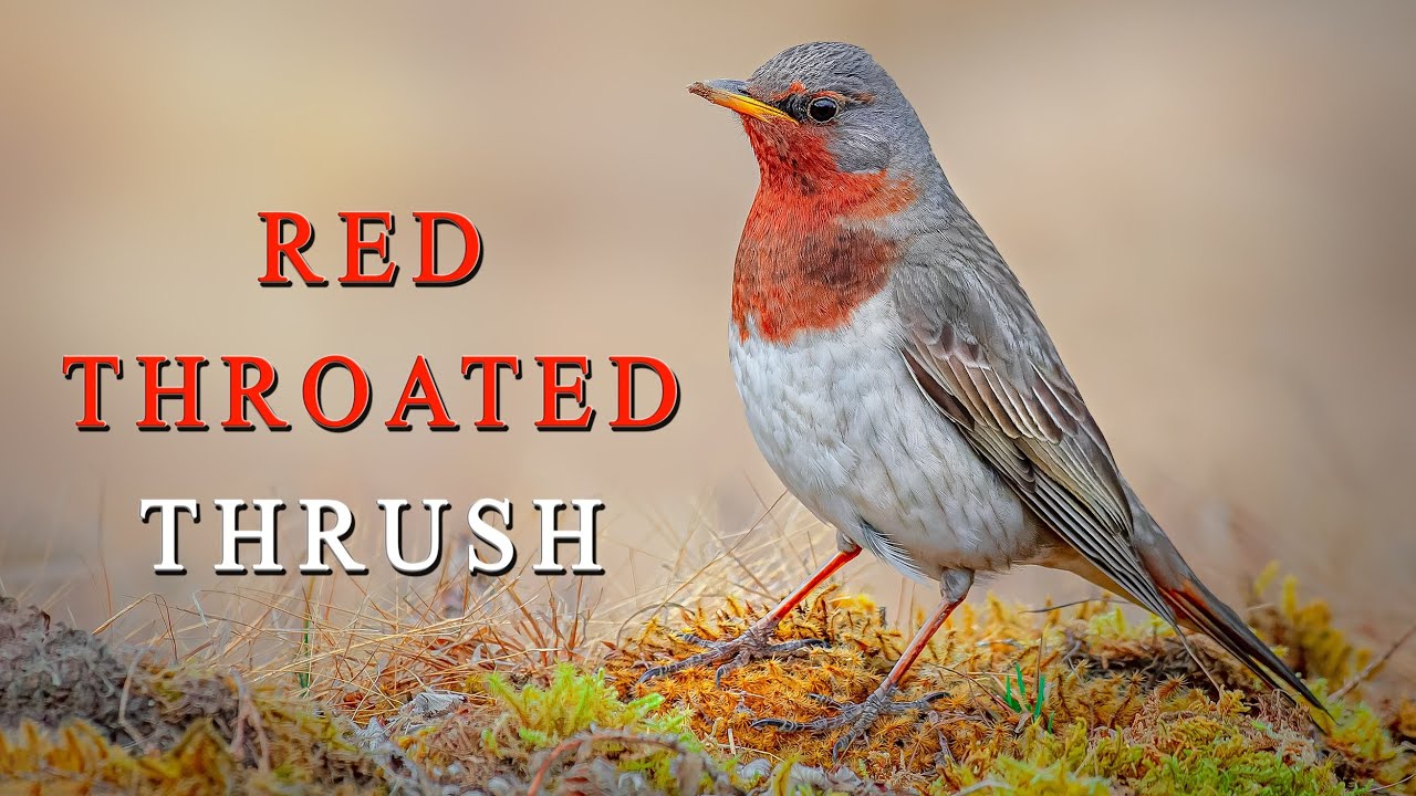 Red Throated Thrush 4k #rahul_chakraborty #birds #wildlife #nature #birdsounds # ...