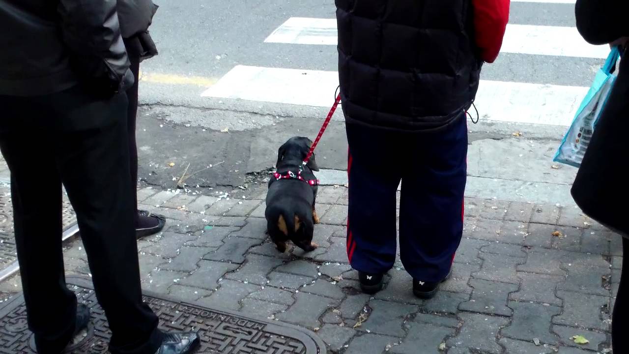 fat weiner dog - YouTube