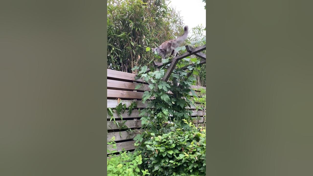 Cat on the fence #mainecoon #eevee #kitten #cat #cute #beautiful #meow - YouTube
