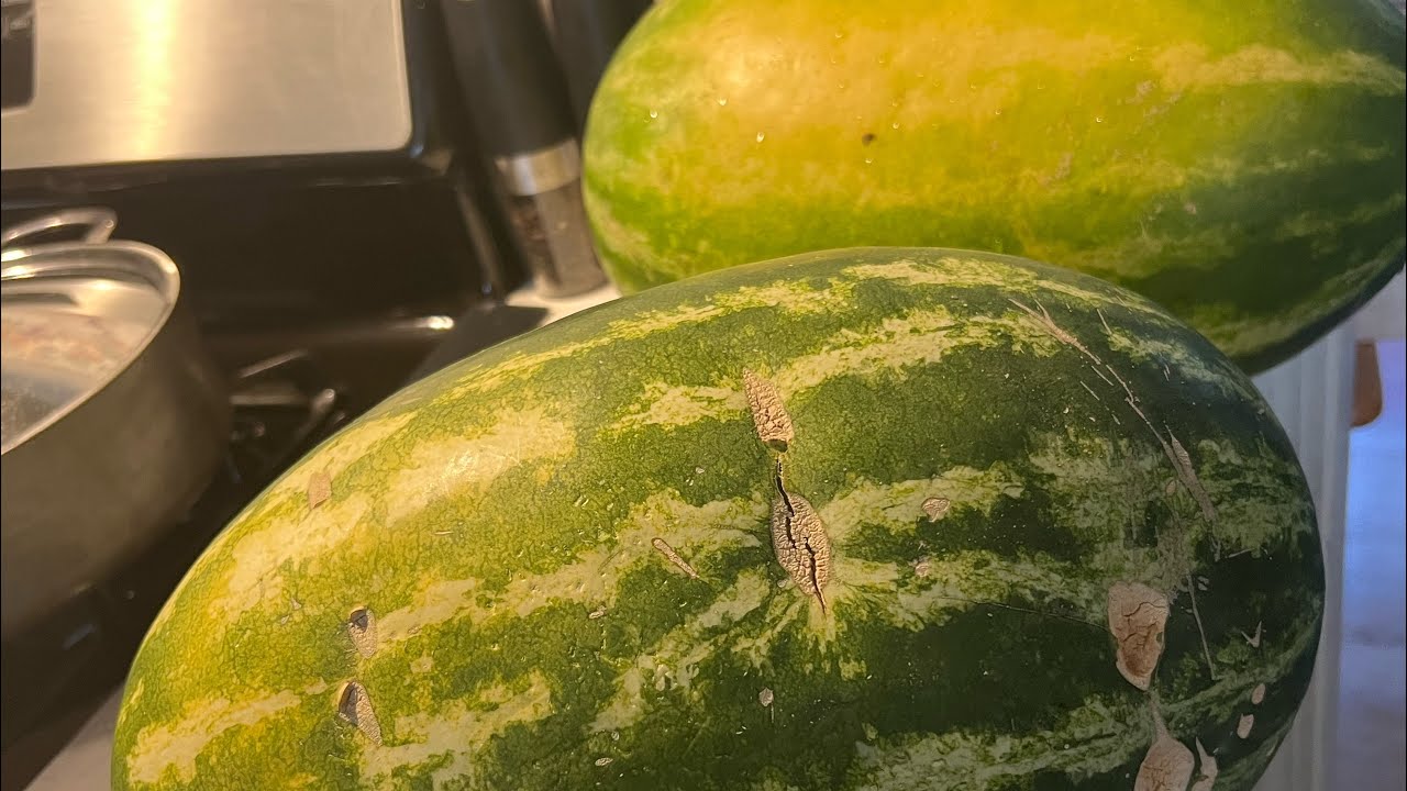 Compost-Grown Watermelons Healed Our Family 🍉 | #WatermelonWars ...