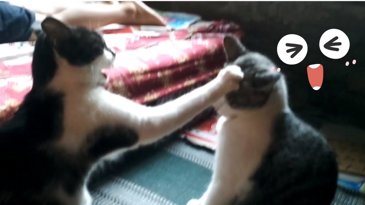 KUCING GABUT | KUCING LUCU | FUNNYS CAT RANDOM CUTES KITTEN - YouTube