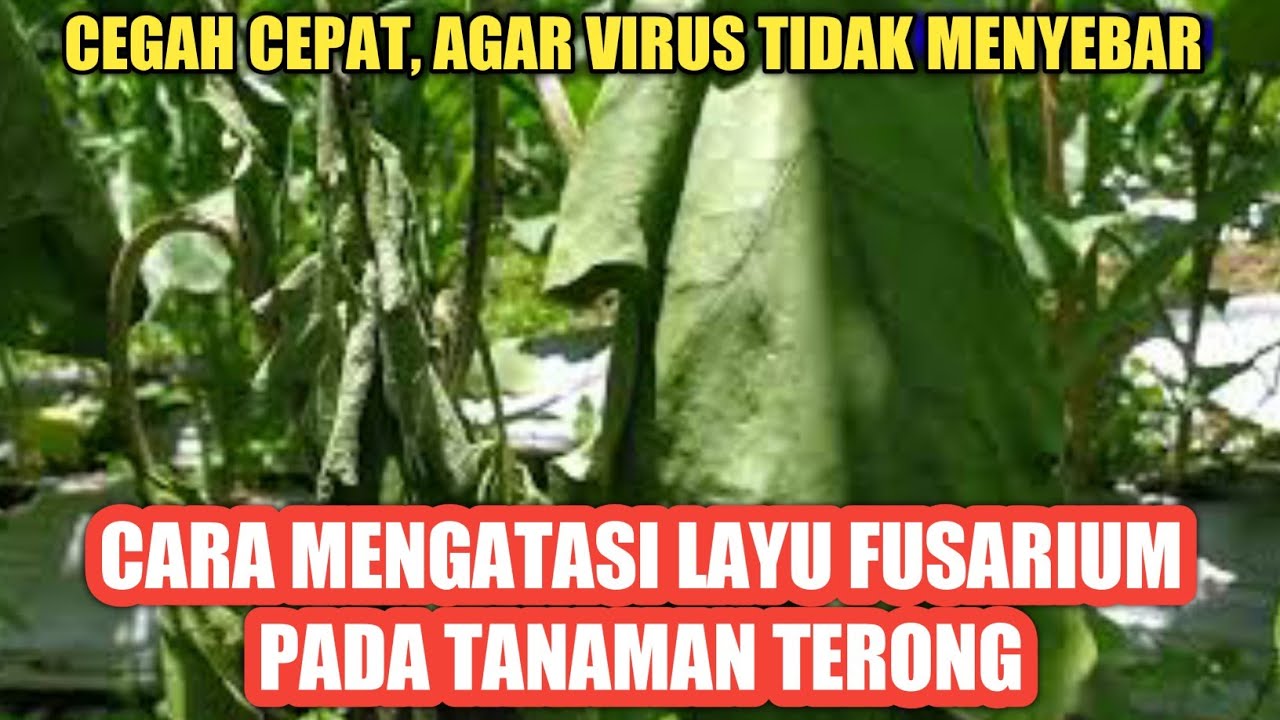 CARA MENGATASI TANAMAN TERONG LAYU Fusarium & Terkena Jamur🌱 @UDAMELKI ...