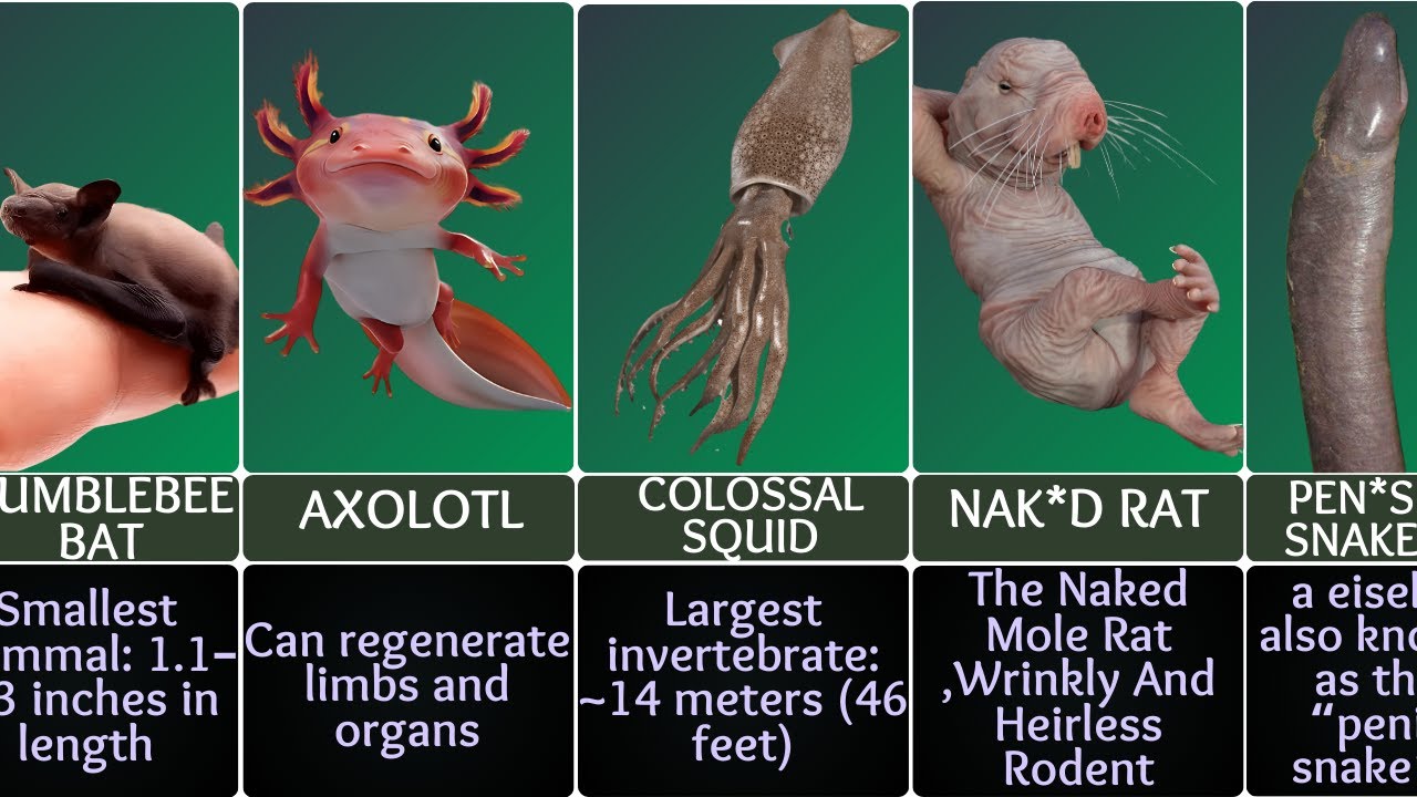 Record Breaking Animals You Won't Believe Exist - YouTube