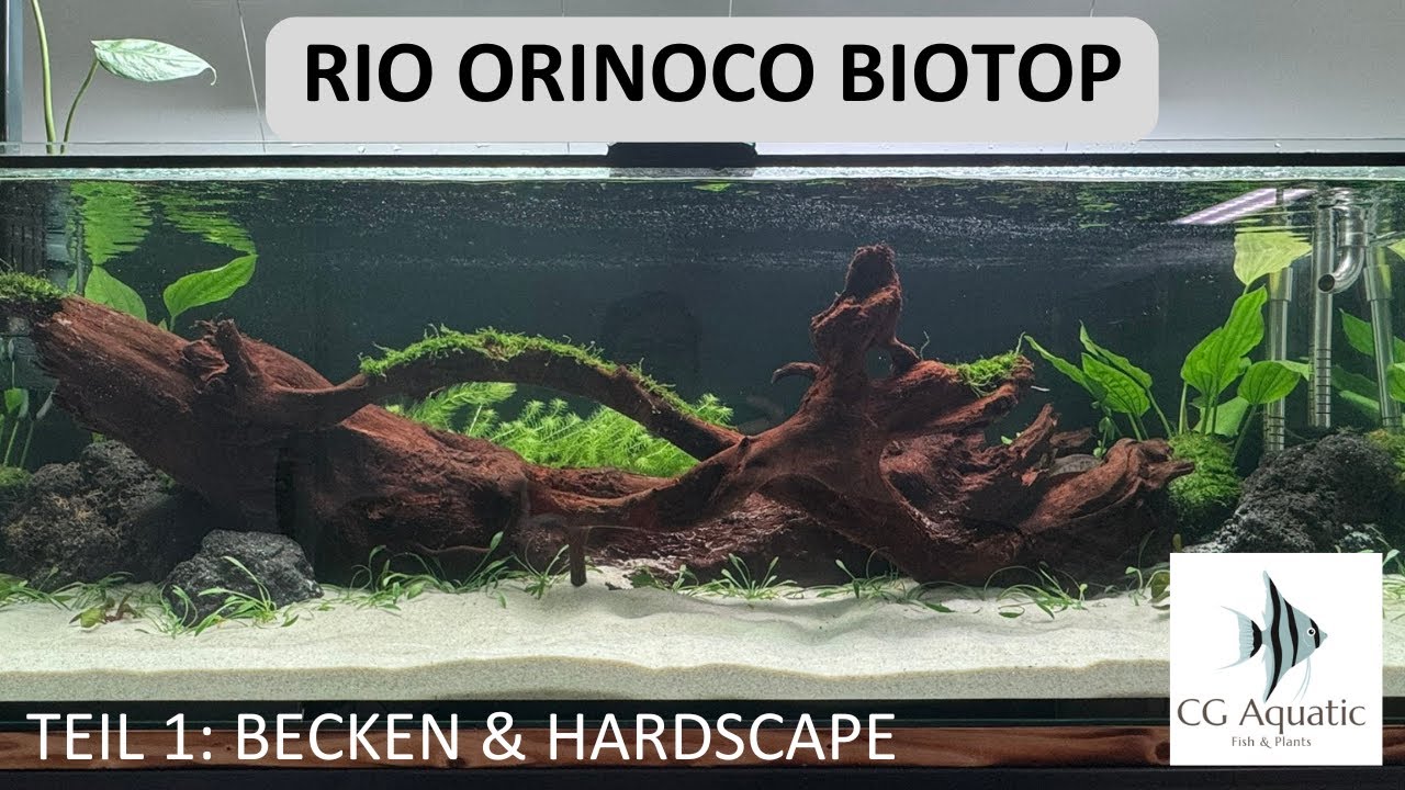 Rio Orinoco Biotop - Teil 1: Becken und Hardscape - YouTube