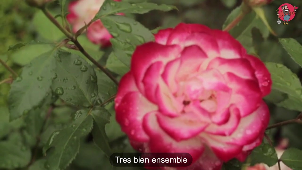 Michelle - Roby Fuzi (Live Recording Cover Session | Lyric) - YouTube