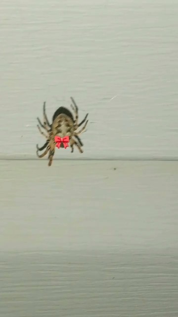 some cunty spider from Ohio 🎀 - YouTube