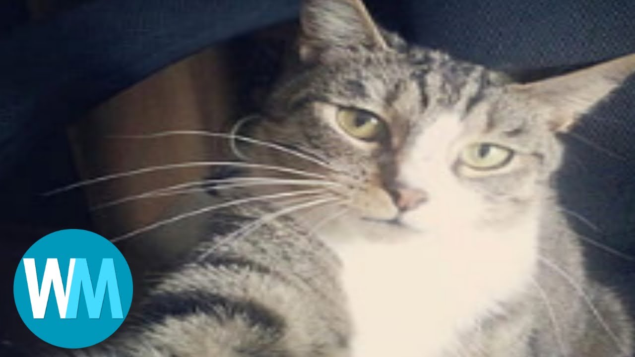 Top 5 Goofy Cats part 9 - YouTube