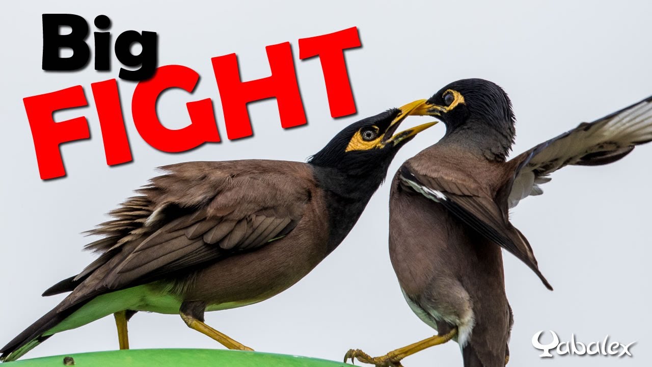Bataille de martin triste ! Epic Bird Battle ! - YouTube