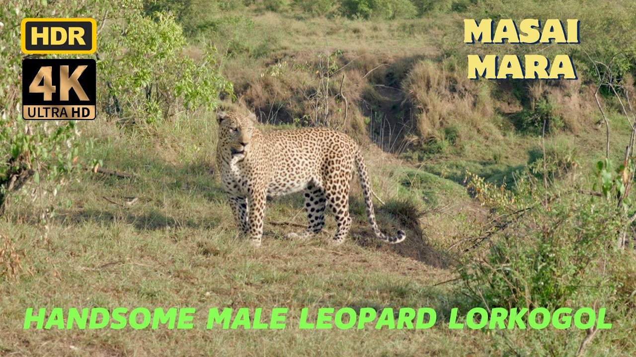 Lorkogol is a handsome and large male leopard that walks along the ...