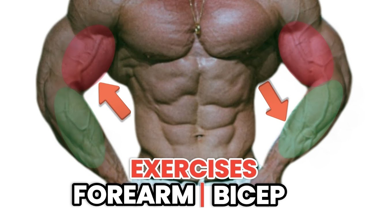 Best Forearm And Bicep Exercises To Build Big Forearm And Bicep Muscle ...