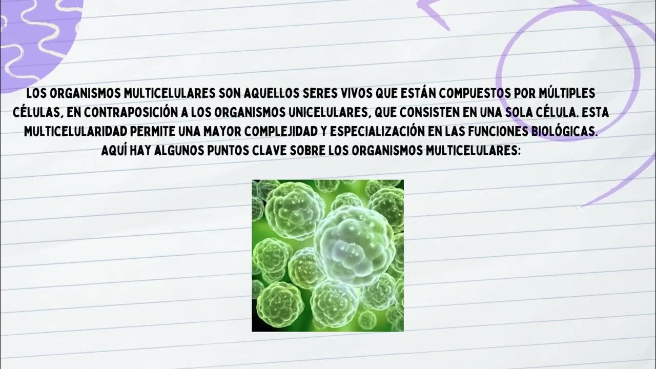 organismos multicelulares - YouTube