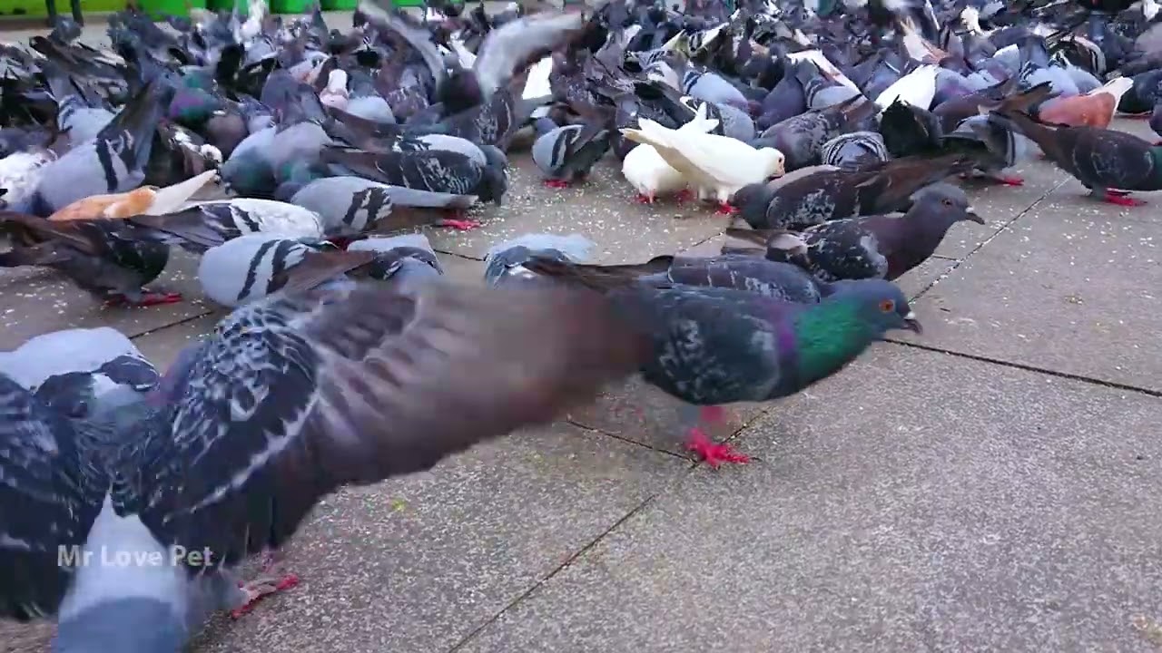 Millions of Good Pigeons eating on street - YouTube