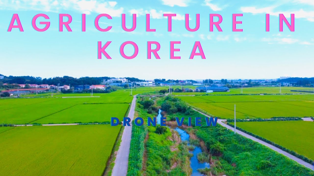 AGTICULTURE RICE FARMING IN KOREA / DRONE VIEW 4K - YouTube