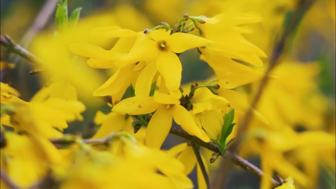 Форзиция цветёт — цветы ранней Весны | Футажи красивая природа [FullHD ...