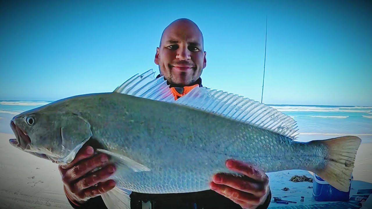 I Hooked Up Big! Tailor & Mulloway Fishing on a WA Beach - YouTube