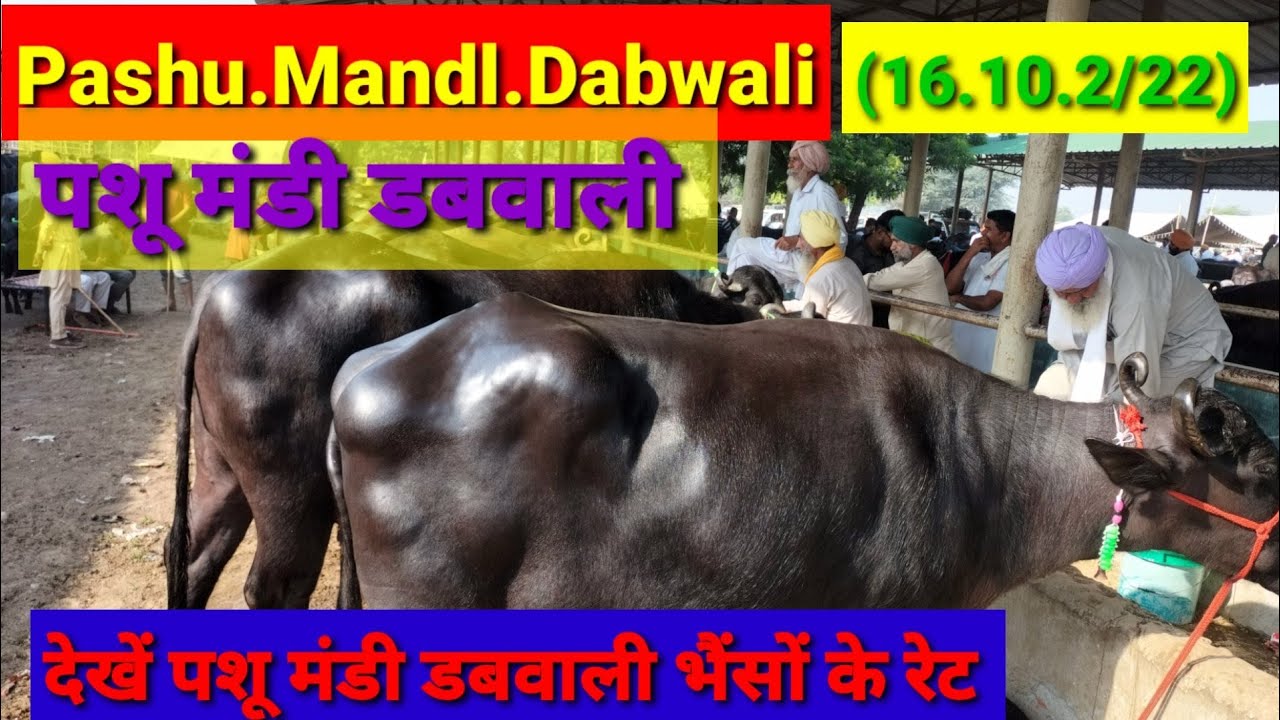 Pashu.mandi.Dabwali(16,10,2022) पशू मंडी डबवाली @TardDairyFarm #dairy ...