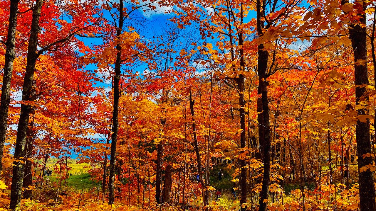 Outing - Fall Colors | Fall Foliage | Autumn Forest & Relaxing Music ...