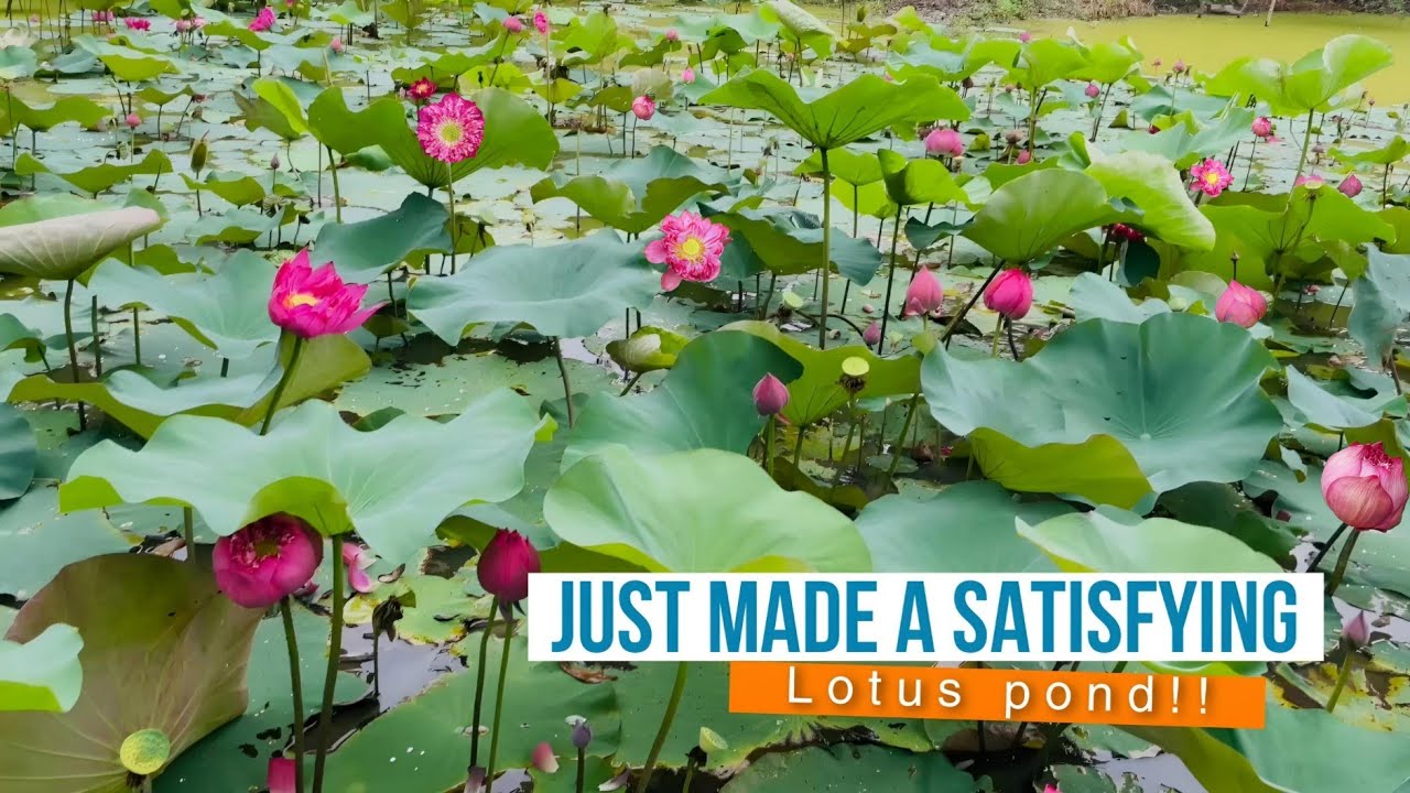 How to make a lotus pond naturally #youtube - YouTube