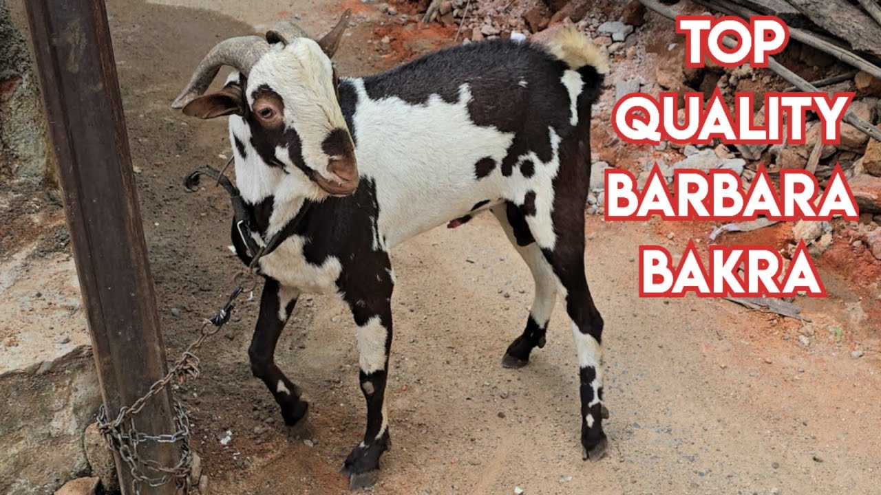 Top quality Barbara bakra available in Hyderabad | barbari goat kid's ...