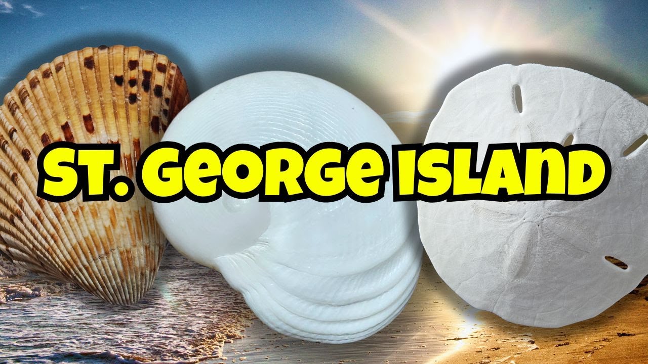 SHELLING & Discovering St. George Island - YouTube