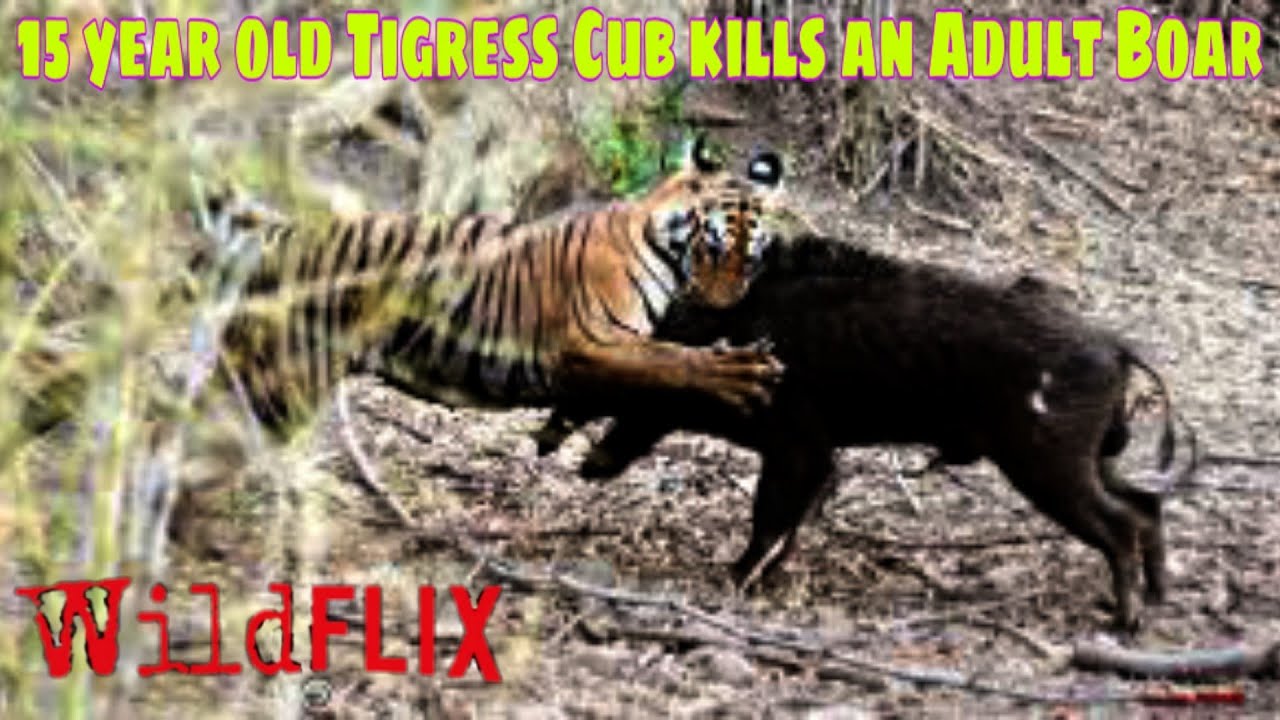 Rare Tiger vs Boar Fight | Tiger Attacks Wild Boar - Indian Wildlife ...