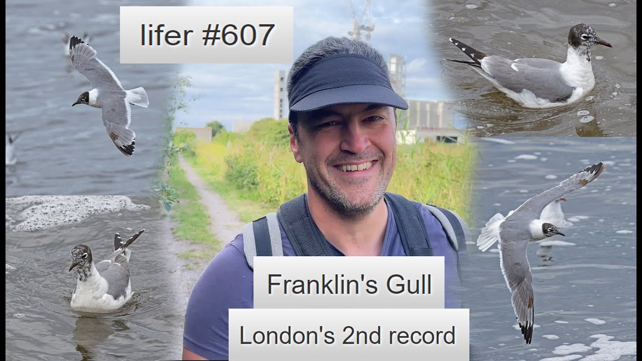 Franklin's Gull Super Rare. London's 2nd Record. Canon R7 & RF 200 ...