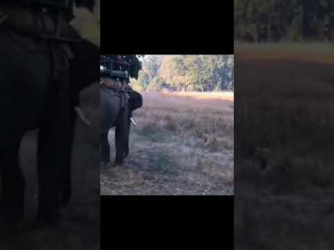 BENGAL KAPLANI FİL'e MEYDAN OKUYOR