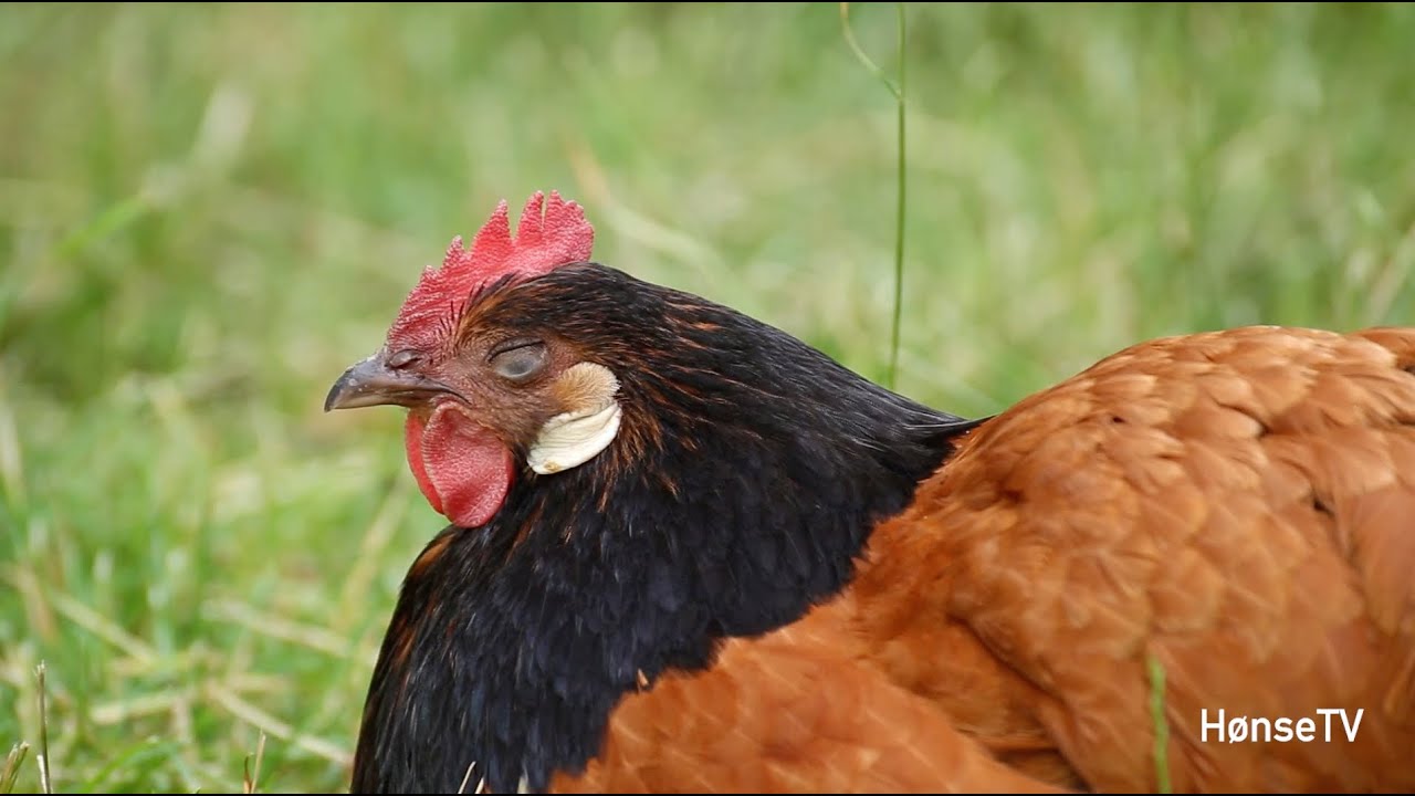 Sleepy chicken, wake up! - SlowTV - YouTube