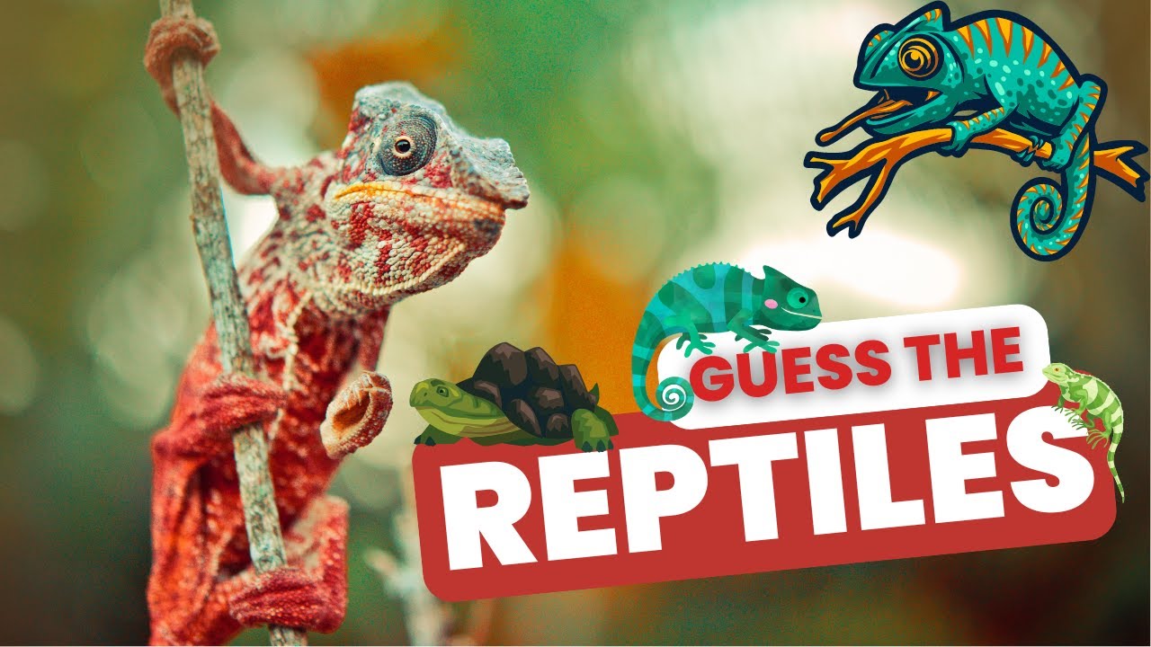 “Reptile Riddles: Unravel the Scales!” #quiz #picture #trivia # ...