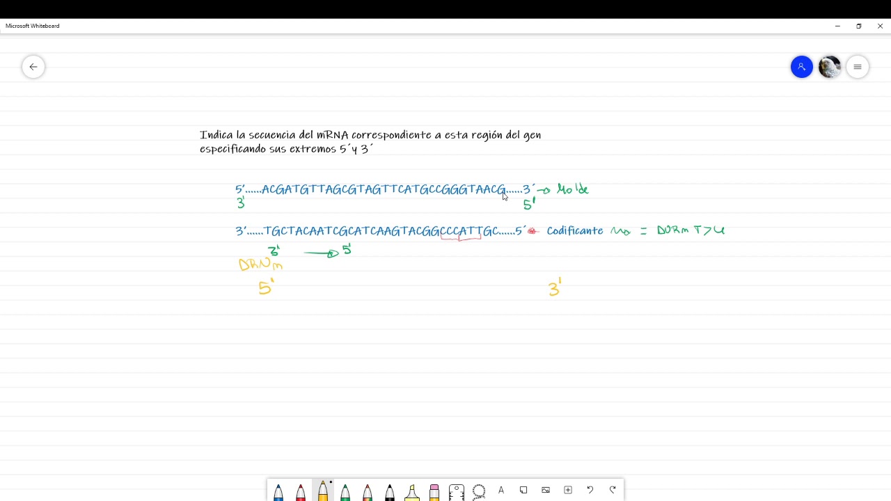 EJERCICIO. Como identificar la cadena molde y la codificante en el ADN ...