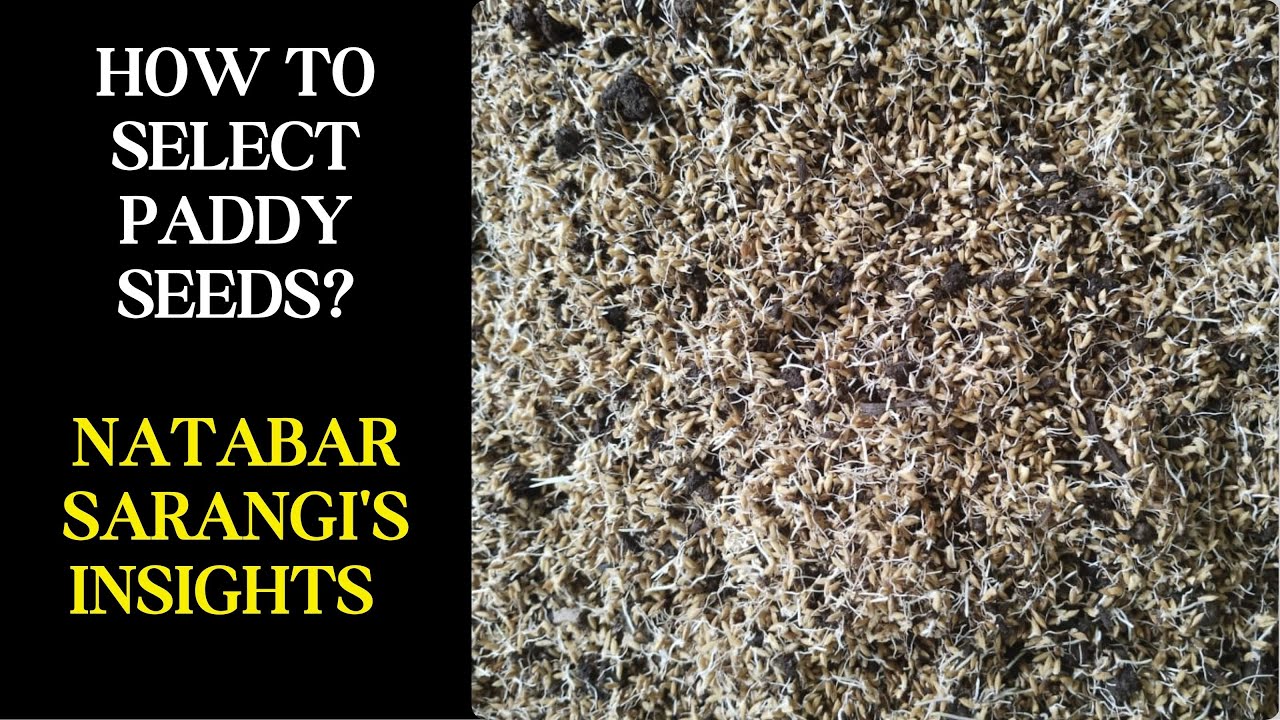 How to select paddy seeds? : Expert Tips from Noted Organic Farmer ...