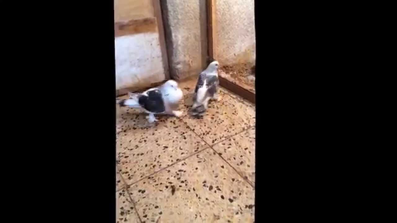 Kurdish pigeons 2014 - YouTube