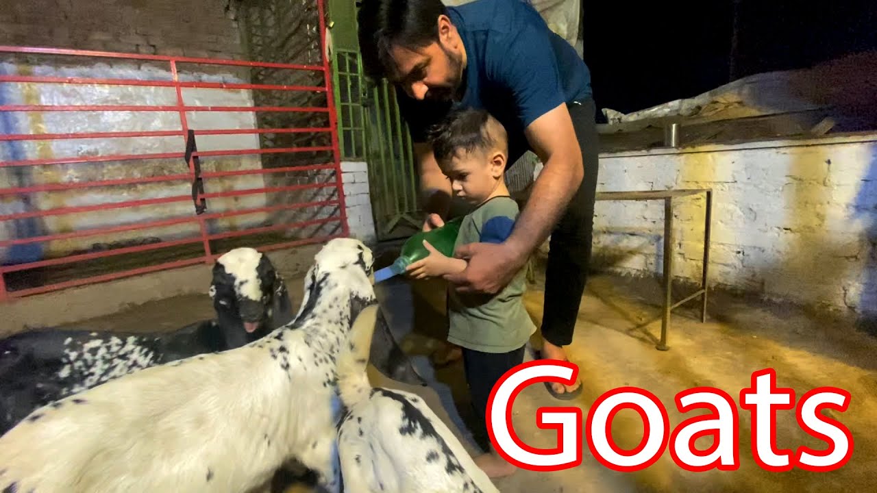 Goats Animal - YouTube