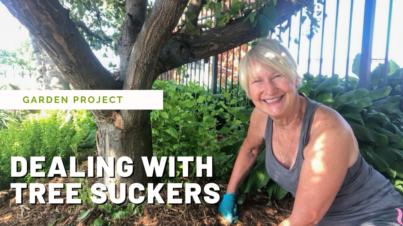 Dealing with Tree Suckers - YouTube