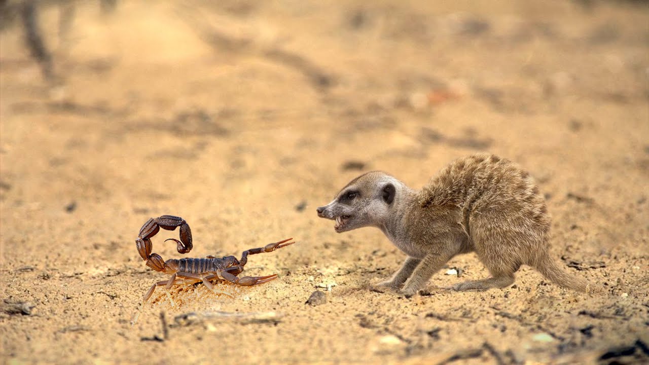 Meerkat vs Scorpion - YouTube